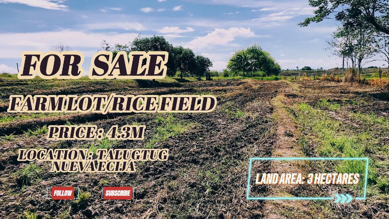 (V444) 3 HECTARES FARM LOT, WITH MANGO TREES, ALONG FARM TO MARKET ROAD ...