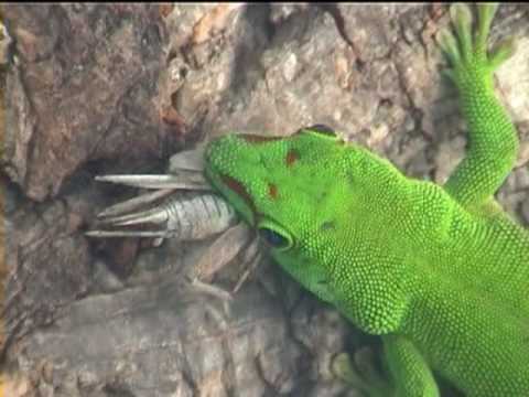 Madagascar giant day gecko hunting a Cricket - YouTube