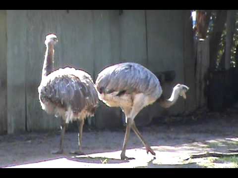 Ostrich Takes A Wet Dump! - YouTube