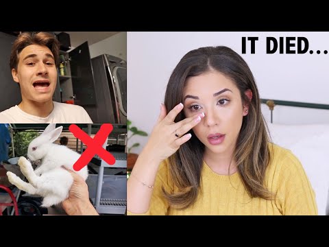 PET YOUTUBER REACTS TO JACOB FEDER'S RESCUED RABBIT 😭| What happened ...