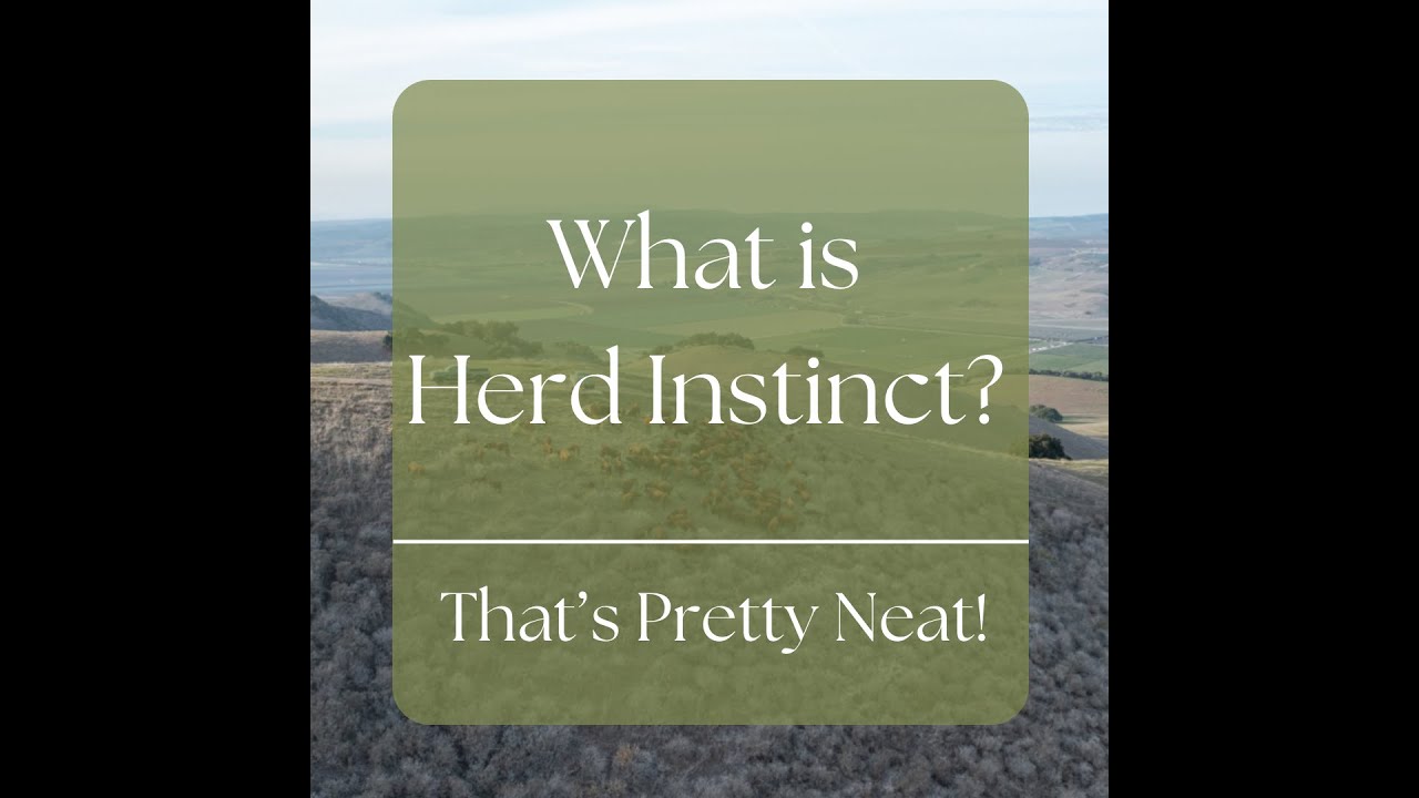 What is Herd Instinct? - YouTube