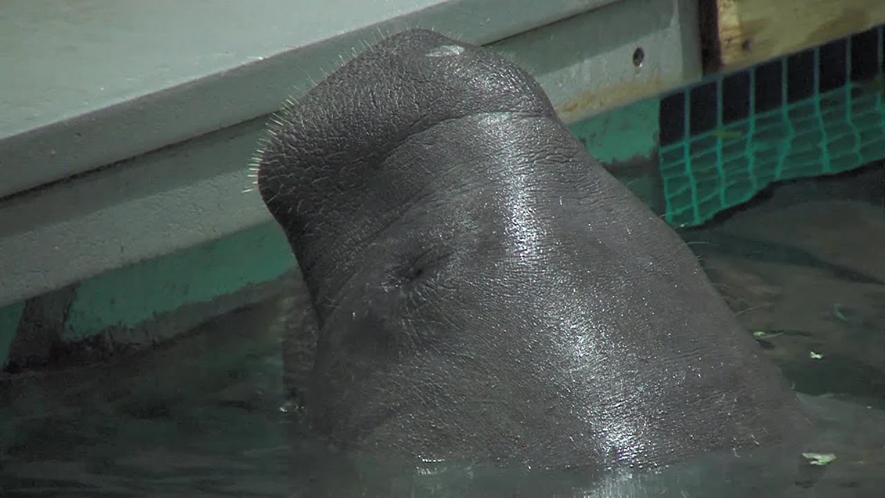 Snooty, the world's oldest know manatee, celebrates 69th birthday in ...