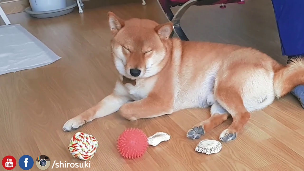 My life is potato. Ep 33 / Shiba Inu puppies - YouTube