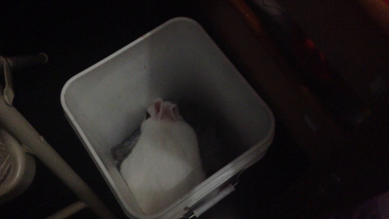 Bunny in a trash can - YouTube