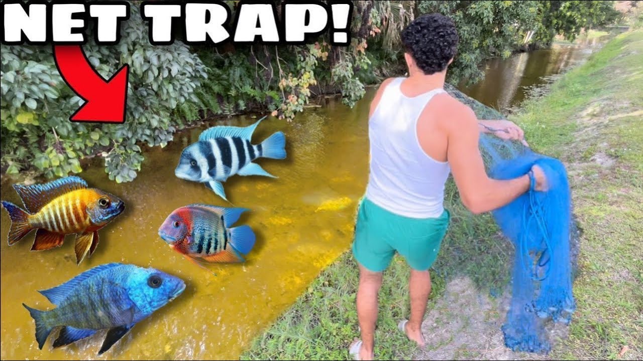 NET TRAP Catches *RAINBOW* Aquarium Fish in TINY CREEK!! (NEW PETS ...