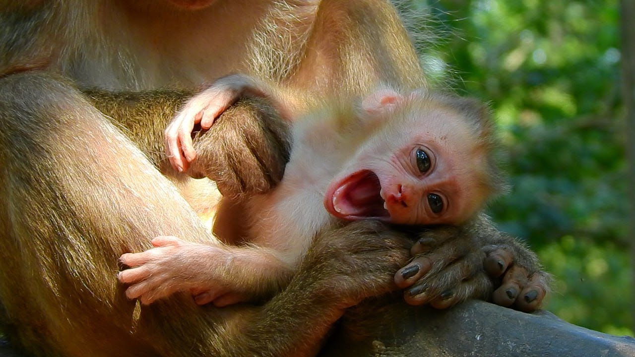 Watch This Baby Monkey Melt From Pure Happiness! - YouTube