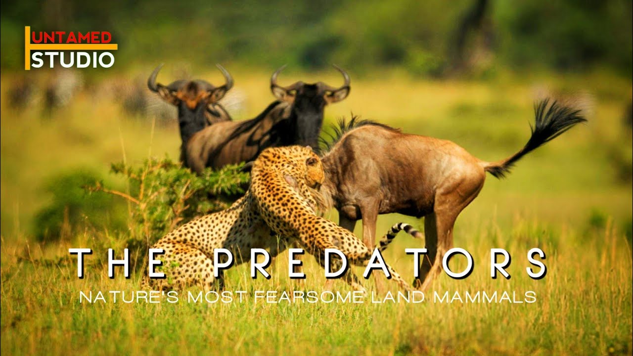 The Predators - Earth's Most Fearsome Mammals on Hunt Promo - YouTube