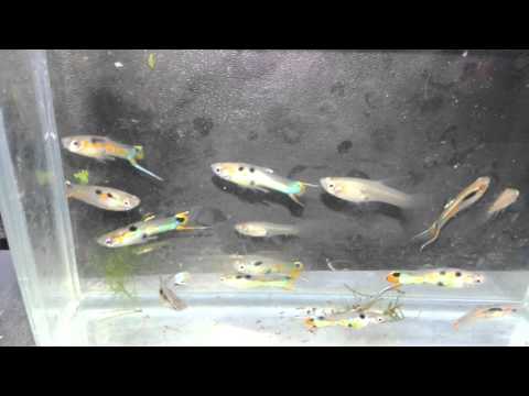 Blue Orchid Endler ( Hybrids ) from outdoor - YouTube