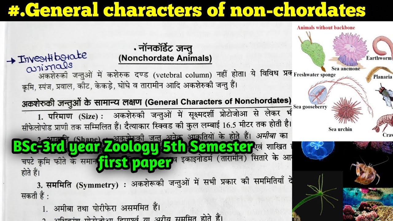 General characters of non-chordates animal || BSc 3rd year Zoology 5th ...