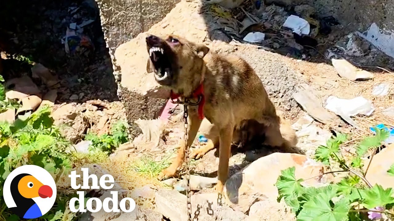 "Aggressive" Dog Keeps Following The Guy Who Rescued Her Around | The ...