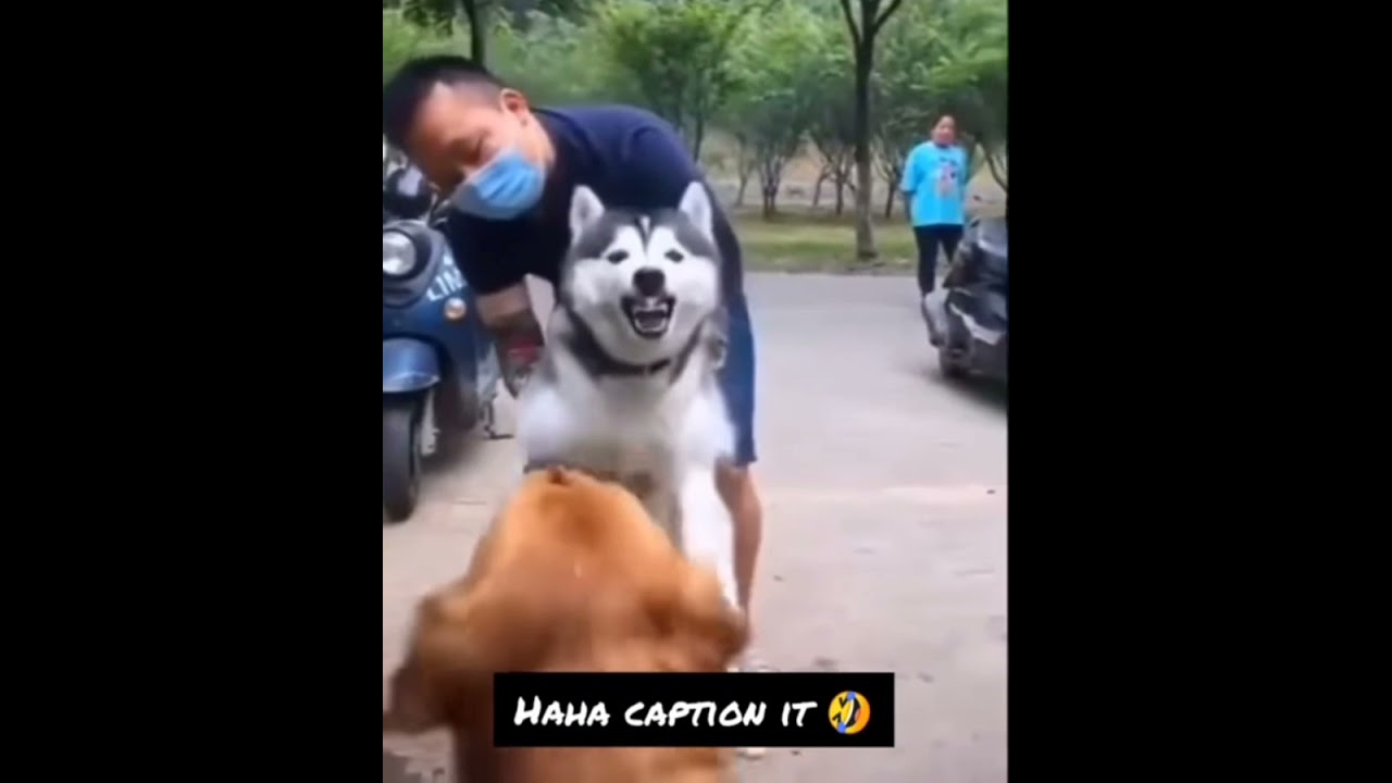 husky dog fighting - YouTube