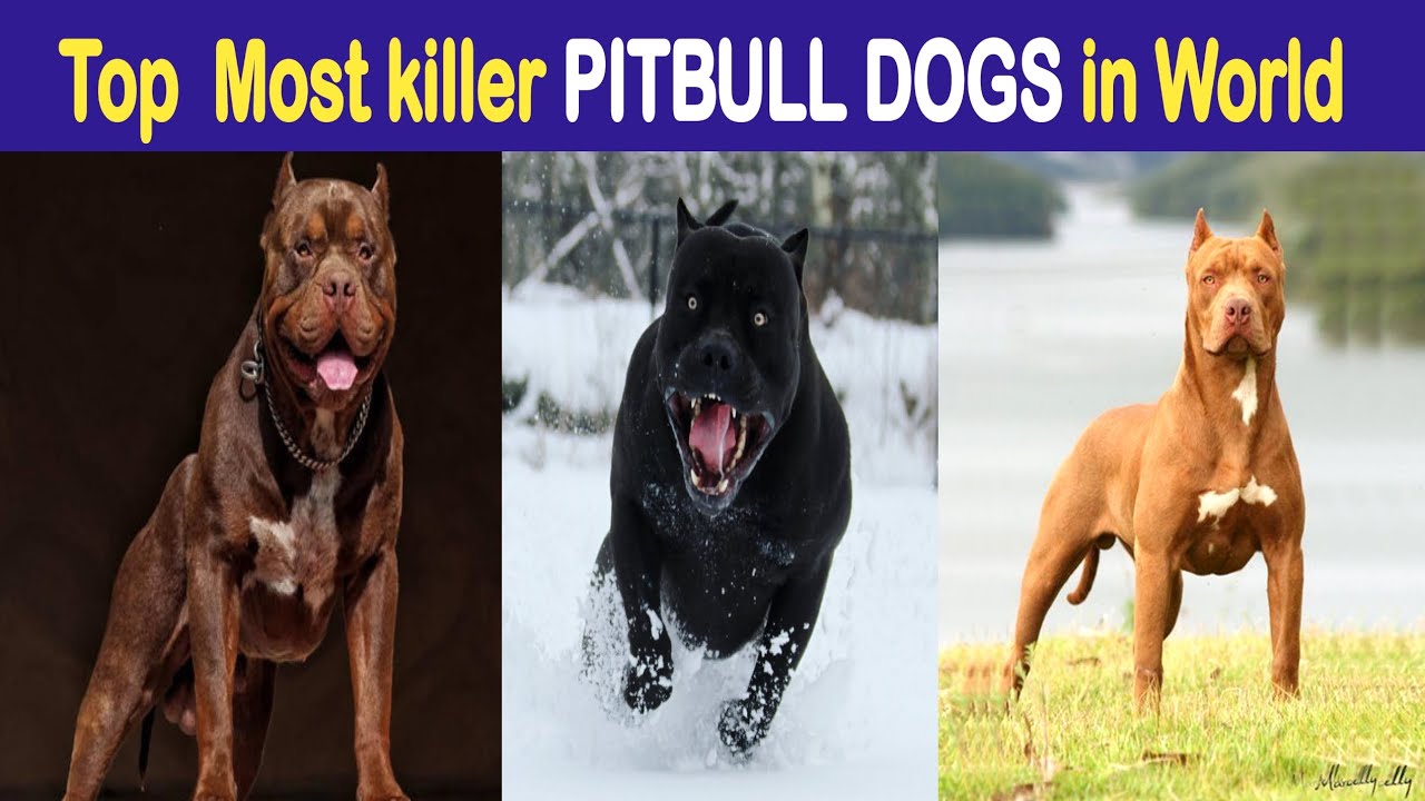 Top Most Killer PITBULL dogs in world | Pitbull dog aggression ...