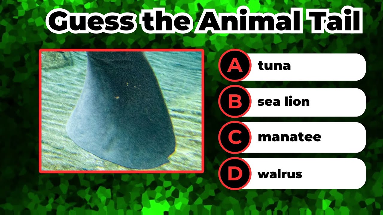Can You Tell The Animal By It’s Tail? | Guess The Animal Tail Quiz ...