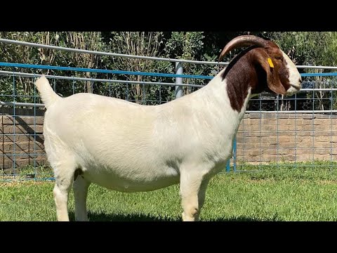 TOP Goat 😱 - YouTube