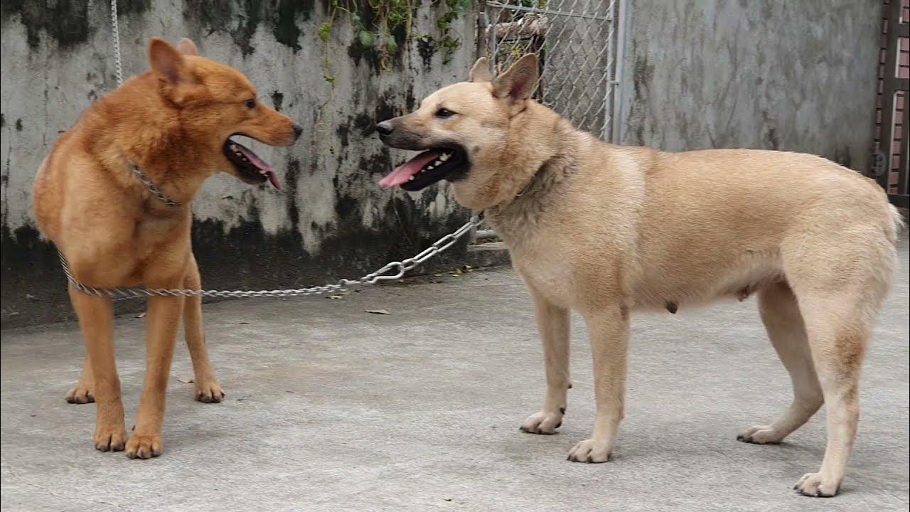 Cặp chó mông cộc sắp lấy giống: chó đực hay con cái đẹp hơn? - YouTube