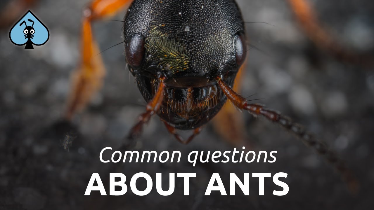 4 MOST asked questions on ants - YouTube