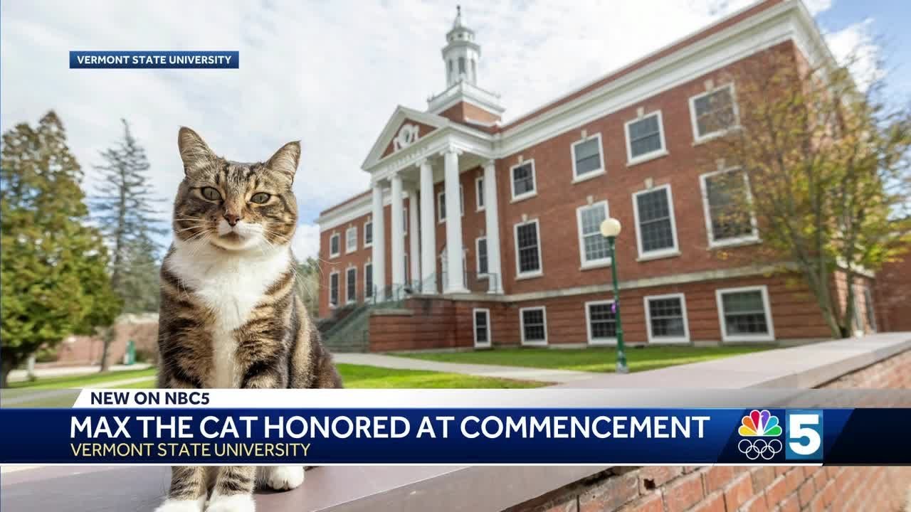 Max the cat to be honored with doctorate at Vermont State University ...