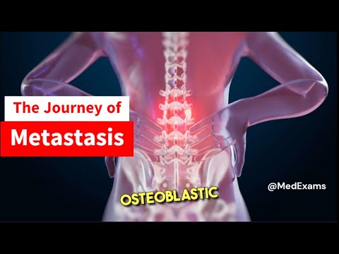 #Anatomy 2, From Prostate to Spine - YouTube