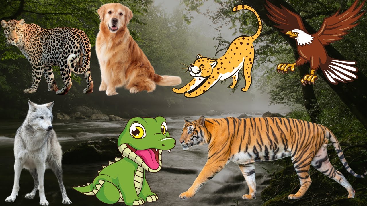 suara hewan,hewan karnivora,hewan predator,buaya,elang,harimau,serigala ...