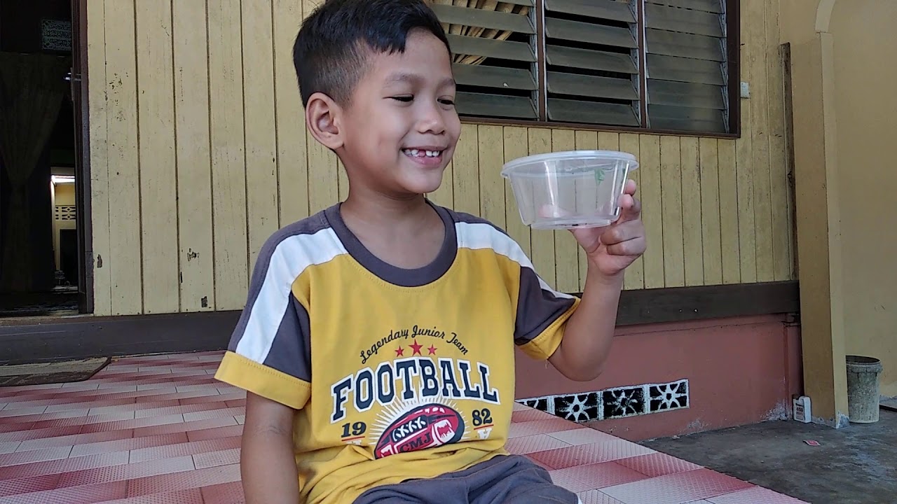 Mengenal Jenis-jenis Mentadak Mentadu (Praying Mantis By Uwais) - YouTube