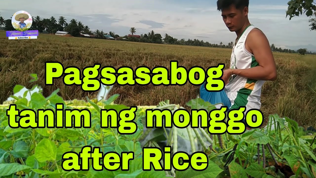 Monggo after rice project - YouTube