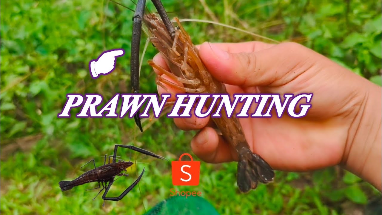 SHRIMP HUNTING WITH MY FUTURE VLOGGER - YouTube