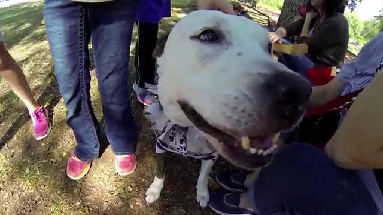 Purple Paw Project 2014 - YouTube