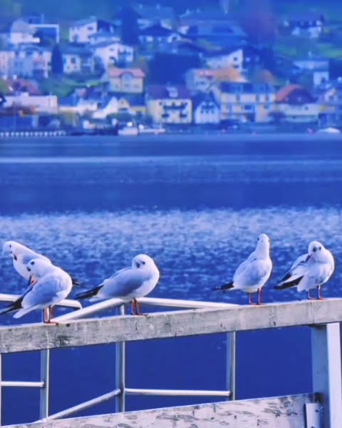 Seagull .Seagull sound.#birdsounds #birds #shortvideo - YouTube