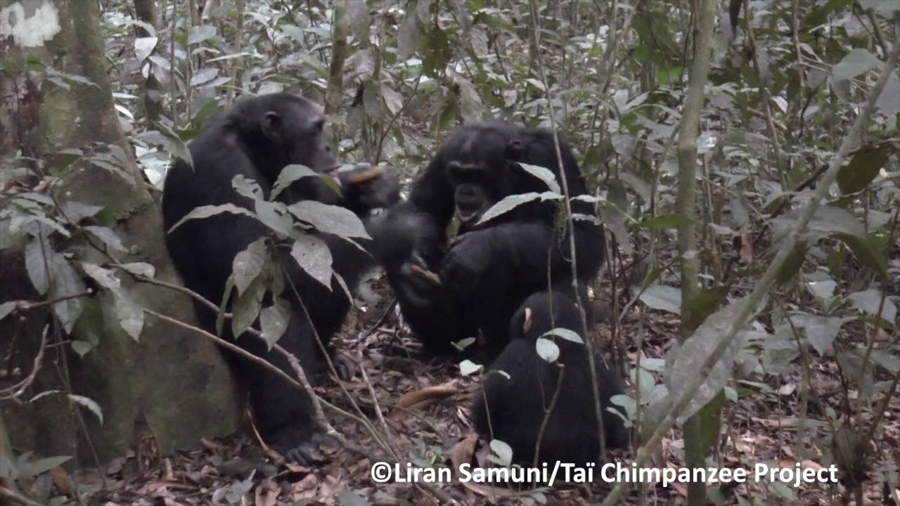 Honey sharing in wild chimpanzees of the Taï Forest - Taï Chimpanzee ...