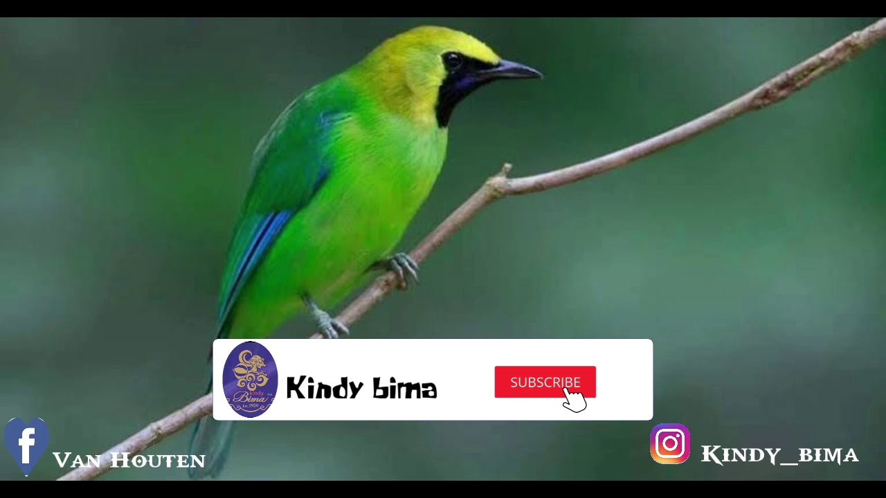 SUARA BURUNG CUCAK RANTE- CUCAK RANTING - YouTube