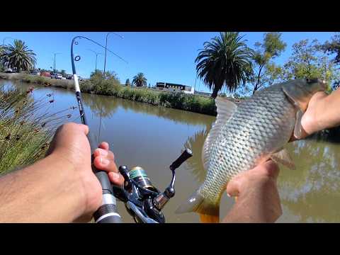 ULTRALIGHT MAKES EVERY FISH FEEL SO BIG! | Fishing for carp in South Australia!