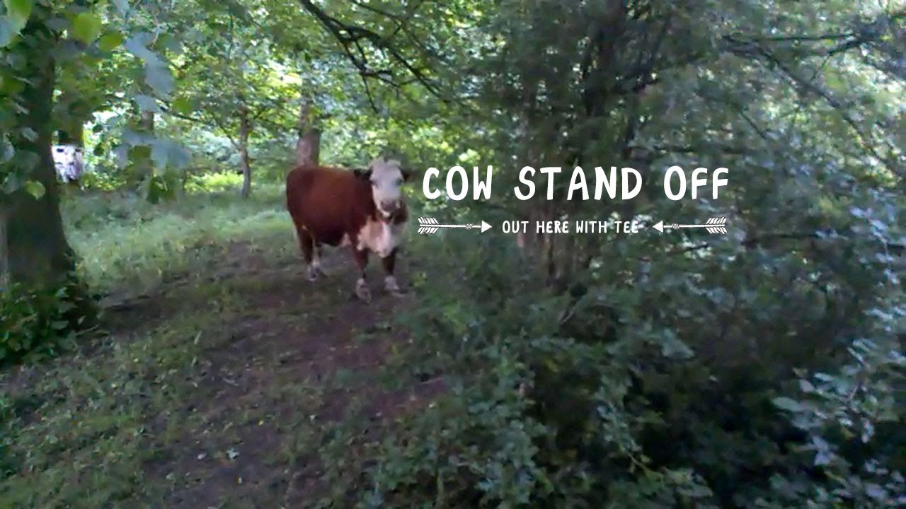 Cow Stand Off - YouTube