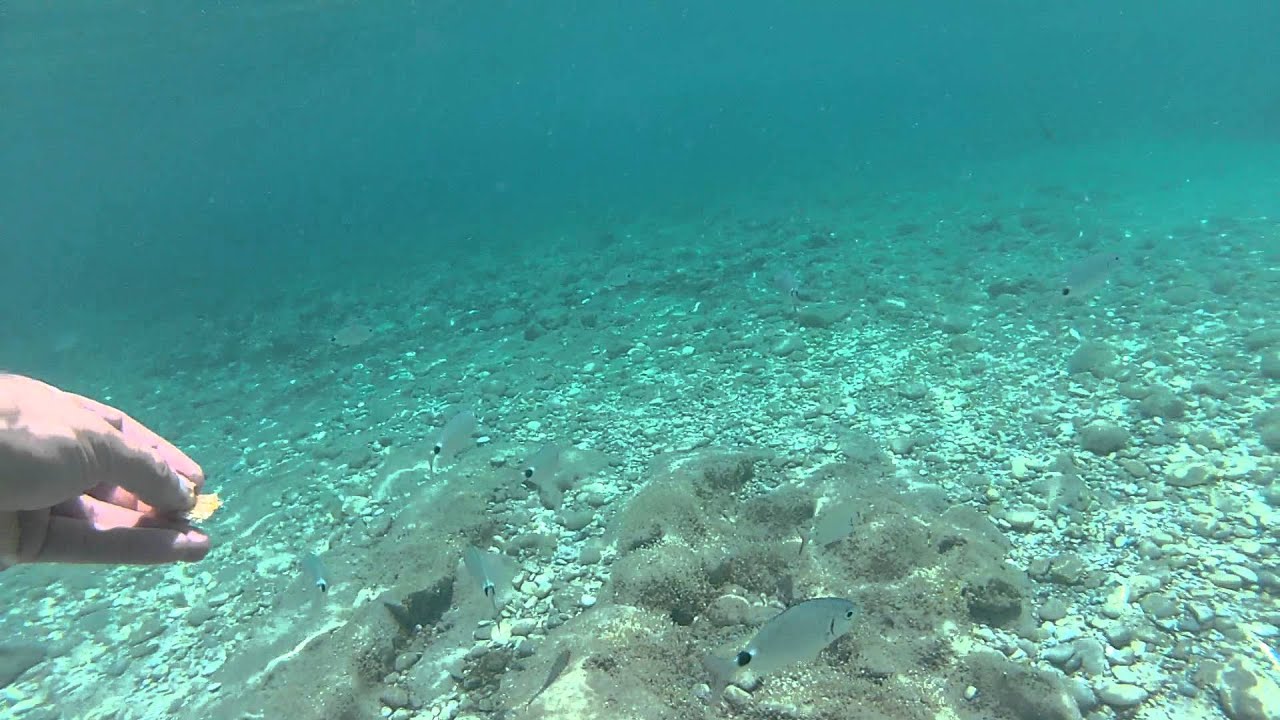 feeding fish pelagos bay kefalonia - YouTube