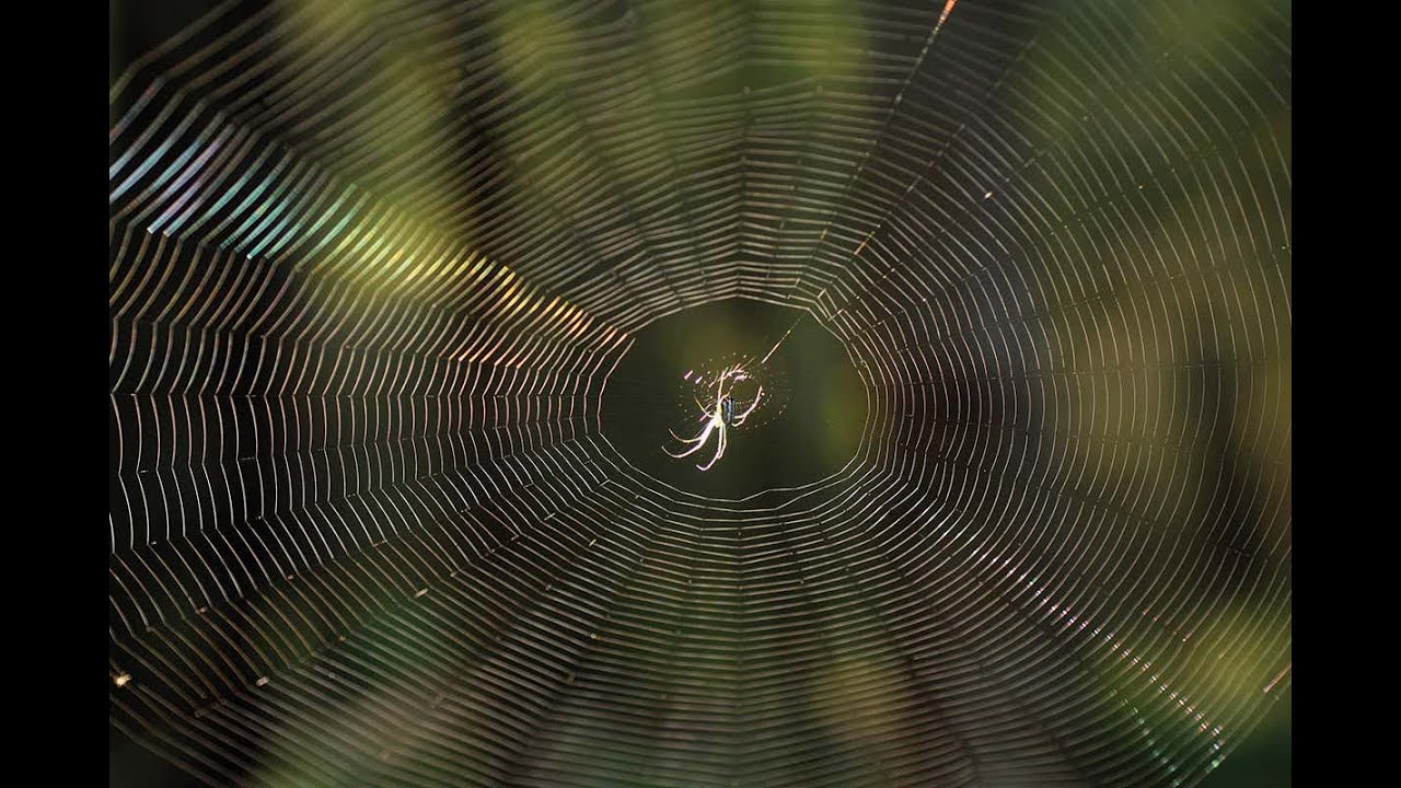 Spiders at Work - YouTube