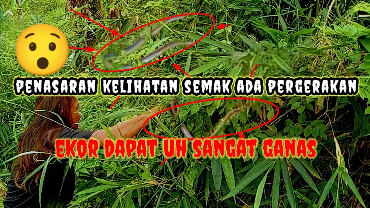 🔴penasaran disini ada pergerakan kaget😯pas di tarik uh ganasnya.jenis ...