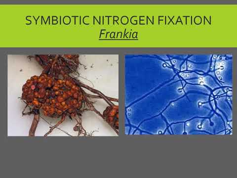 Symbiotic Nitrogen Fixation - YouTube