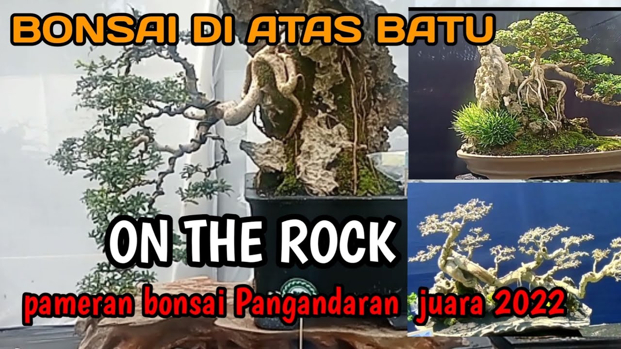 BONSAI DI ATAS BATU //ON THE ROCK‼️ LUAR BIASA DI PAMERAN & KONTES ...