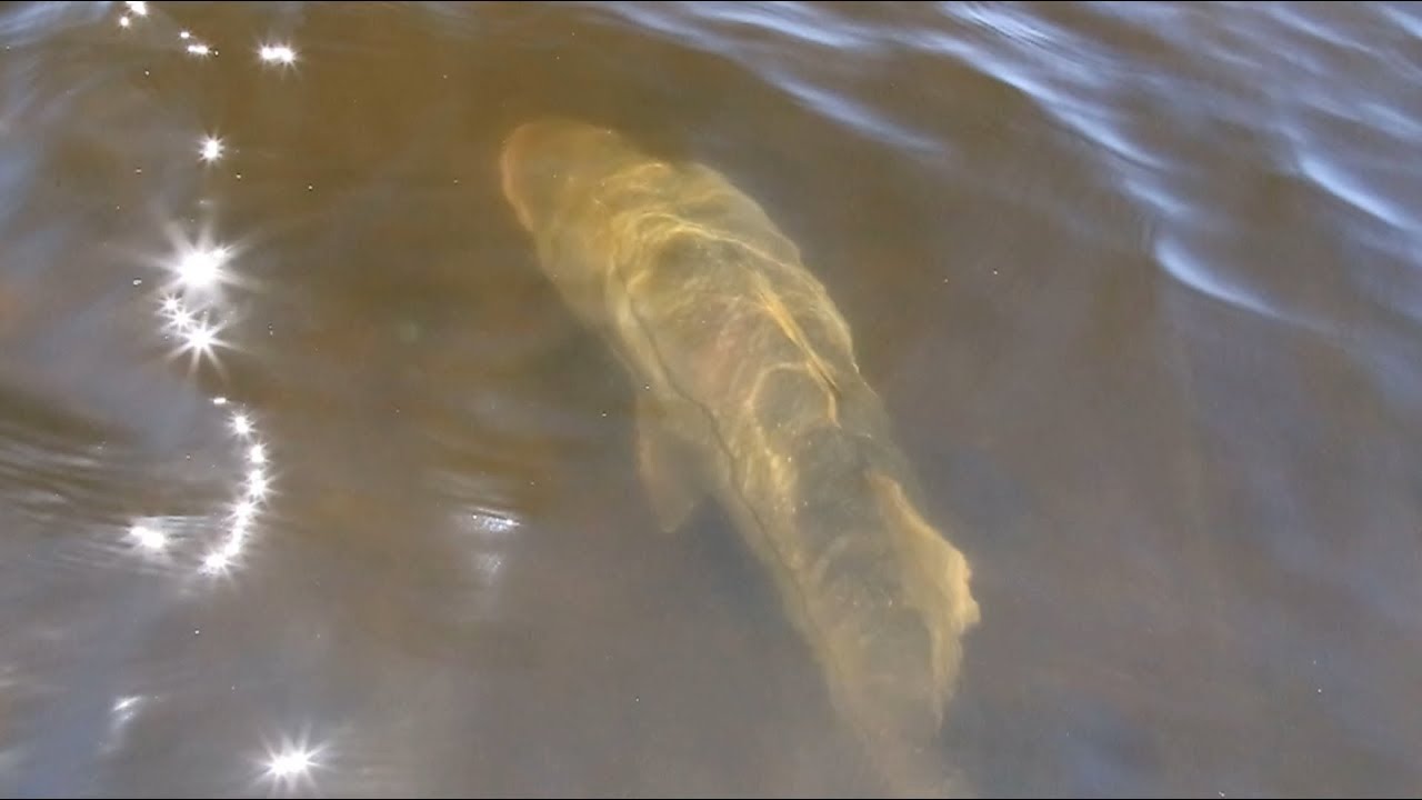 50 Pound Snook - Sea & Stream - YouTube