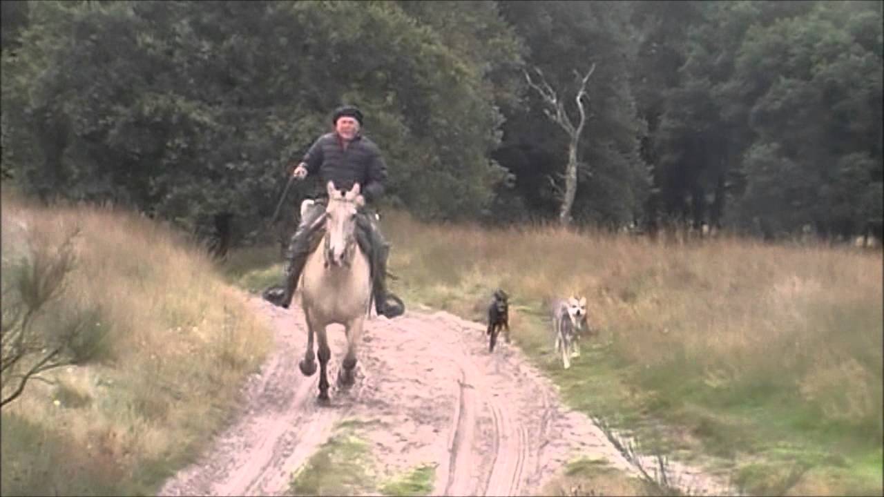 Criollo Buckskin - YouTube