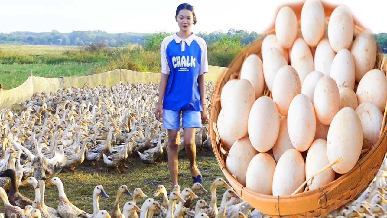 How To Start A Successful Duck Farm With Less money at the countryside ...