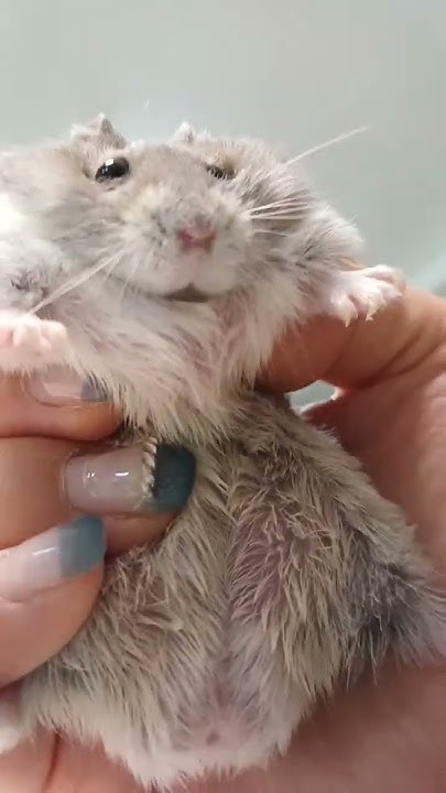 탄이 몸무게 재기 🐹 Youtube