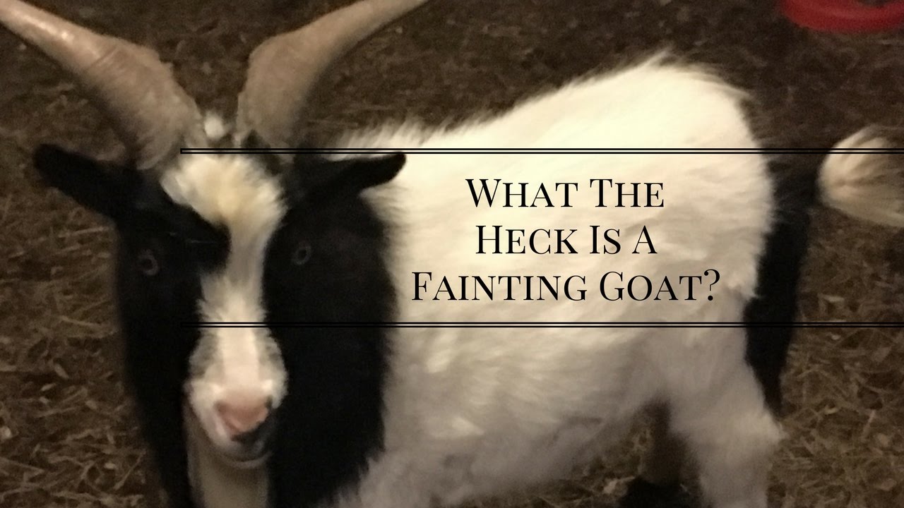 What the heck is a fainting goat? - YouTube