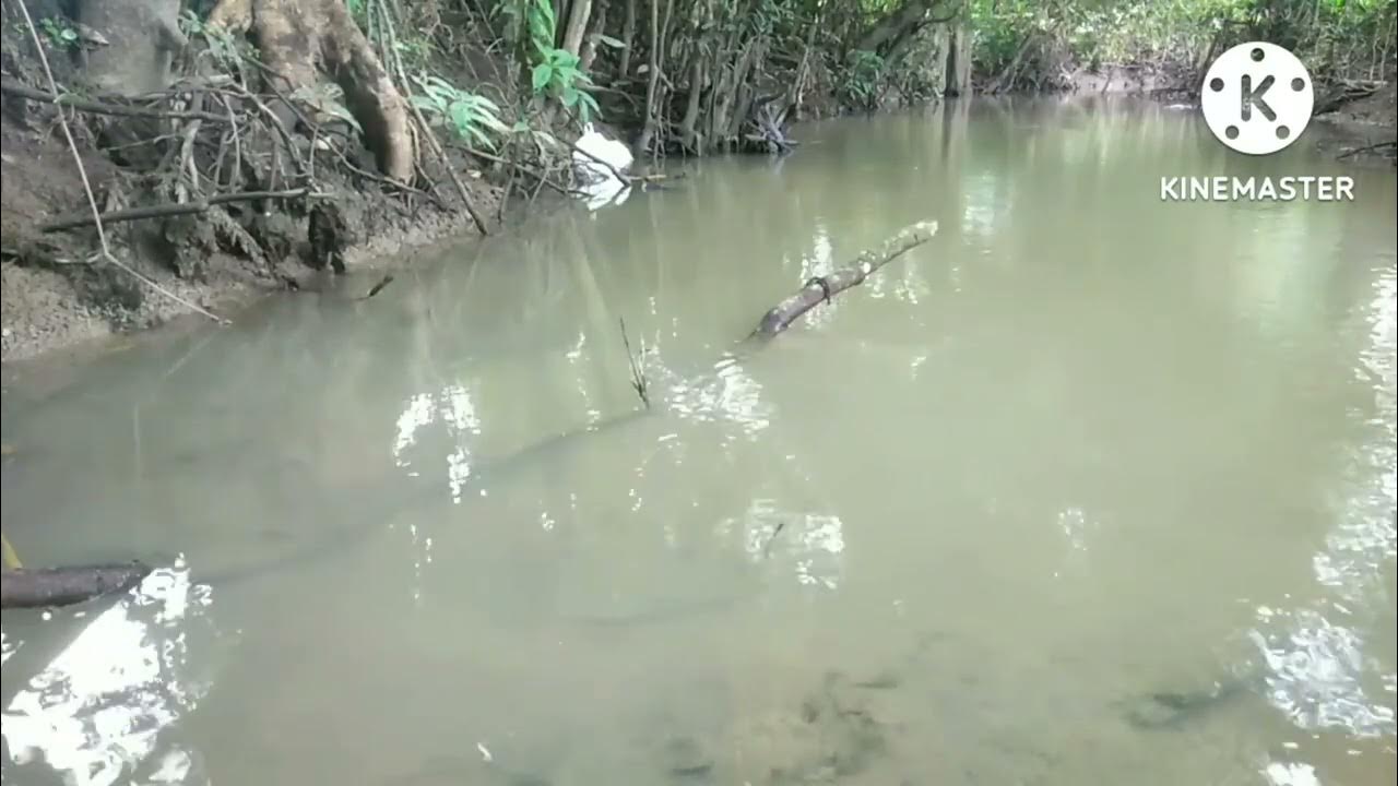 Mancing ikan wader di sungai ~ Rowo ijo - YouTube