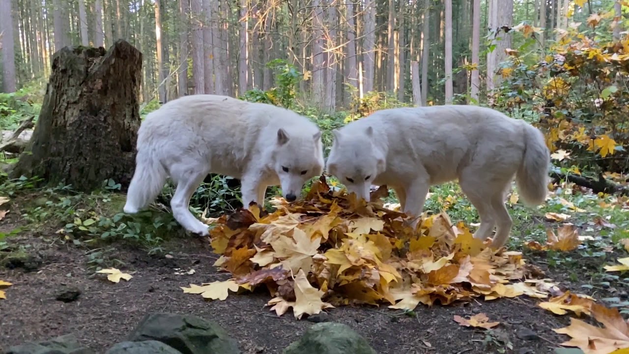 Fall-Loving Wolves Play in Leaves - YouTube