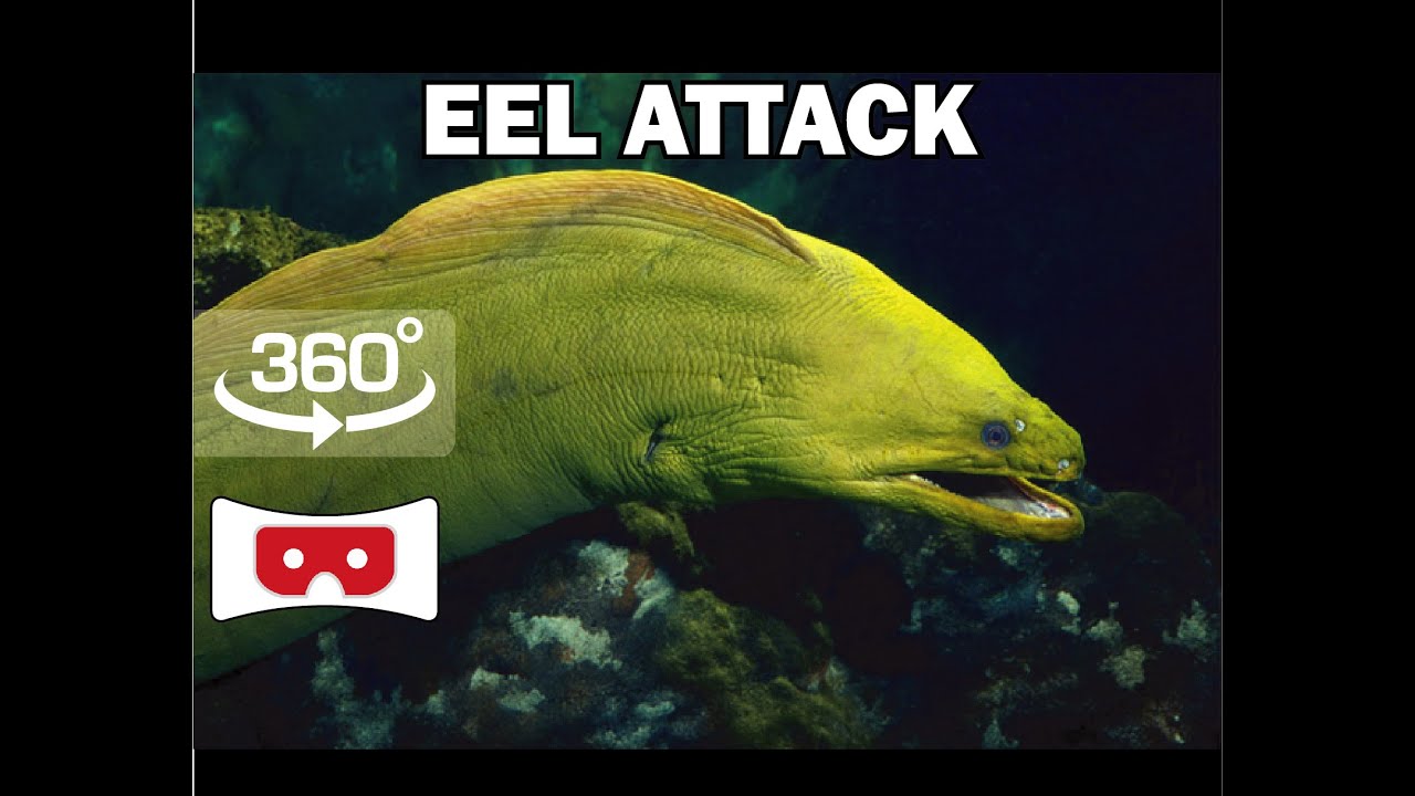 Moray Eel Attack - YouTube