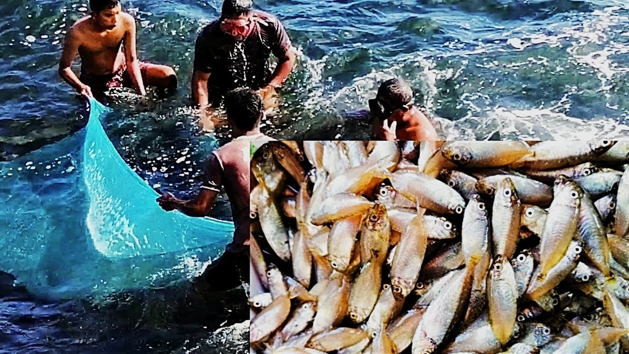 Catching Baby RabbitFish Using Mosquito Net / Panghuhuli ng Padas ...