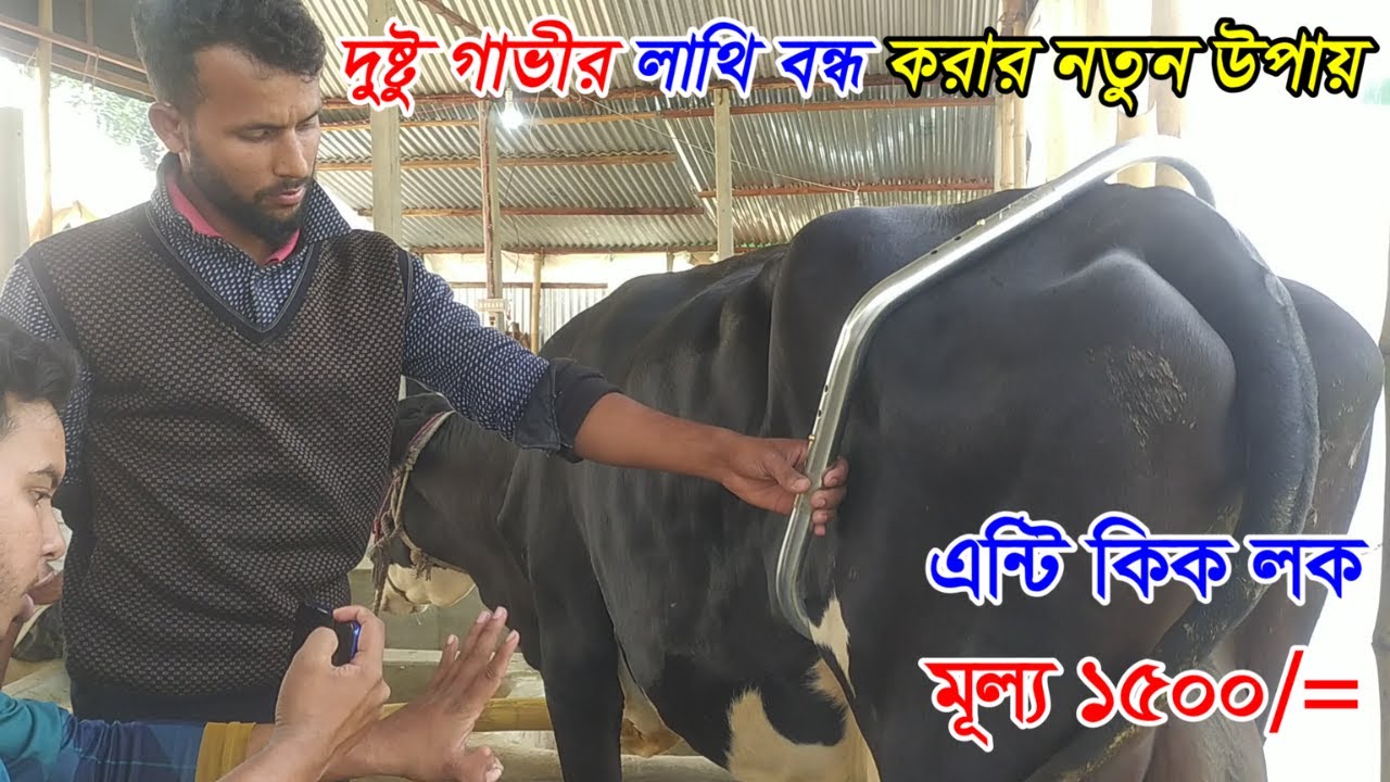 Cow Anti Kick Lock গরুর লাথি মারার ক্ষমতা বেশি নাকি এন্টি কিক লকের ...