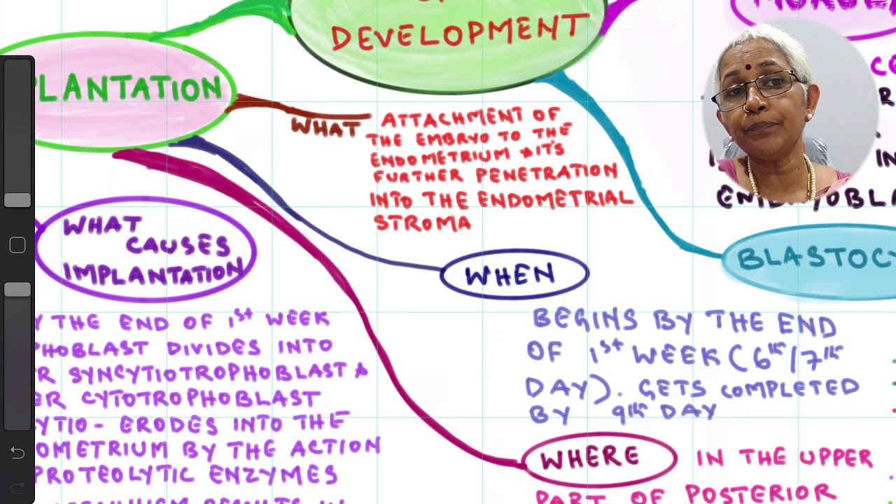 Embryology Revision : First week of development with Mind Map - YouTube