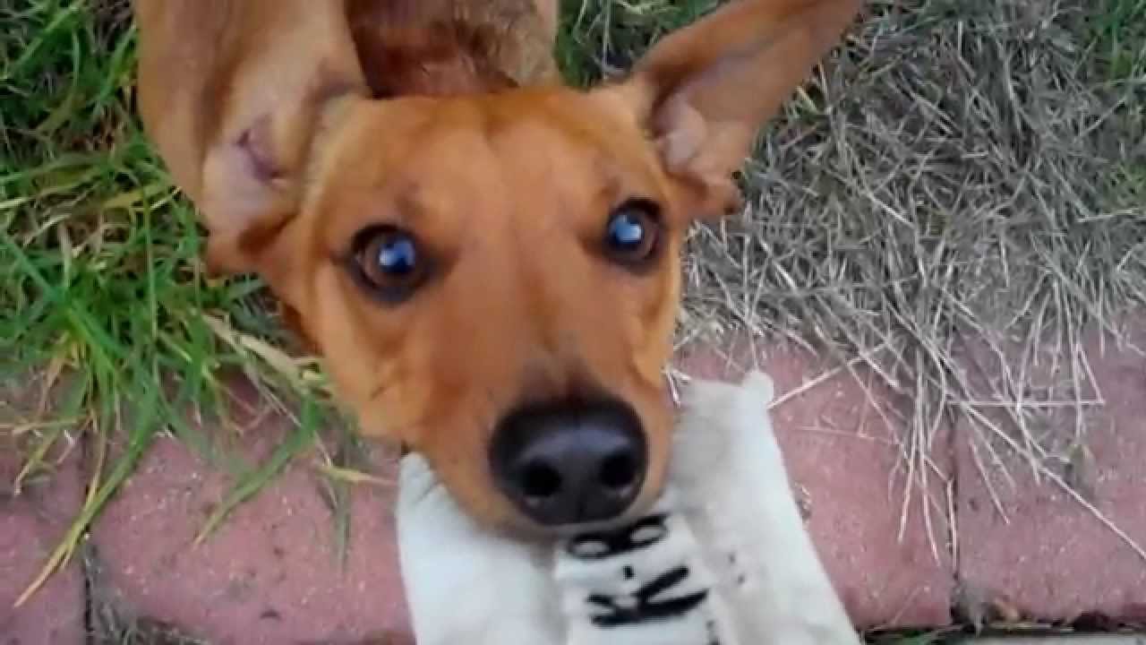 Angry Dachshund - YouTube