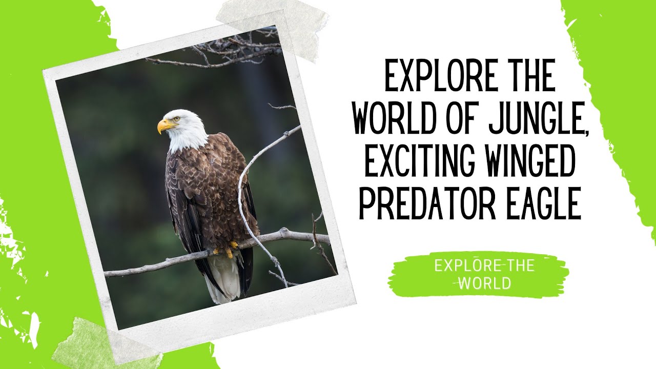 Eagle Facts and Habitat Exploration | Explore The World - YouTube